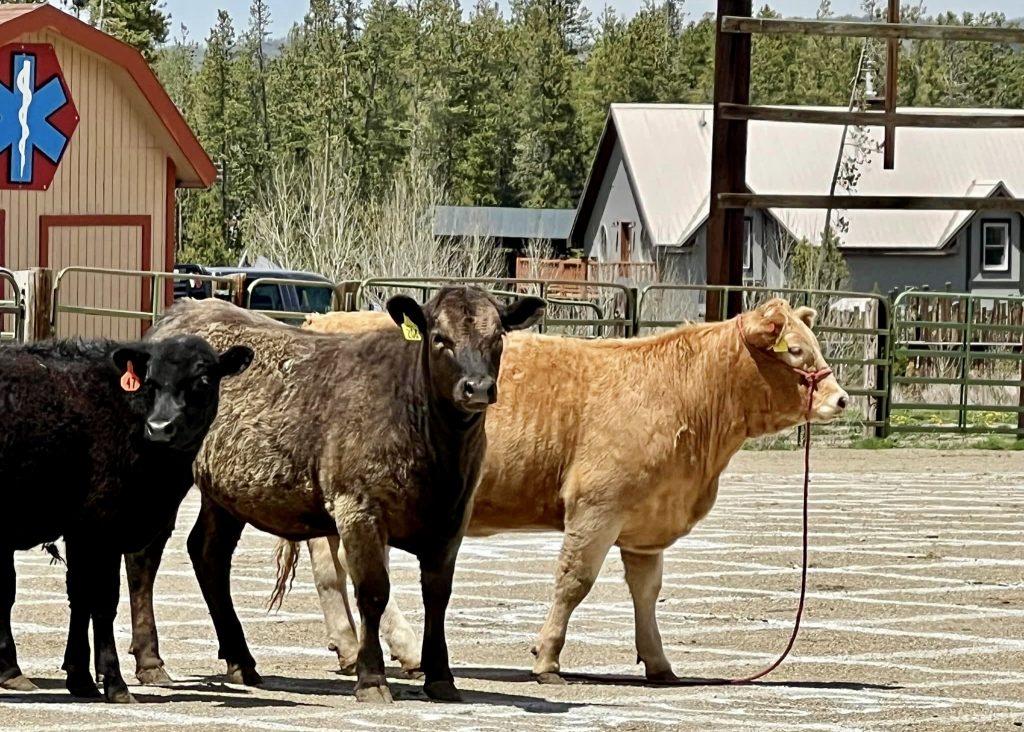 Attendees win MOO-lah at Cow Pie Bingo benefitting Fraser Valley ...